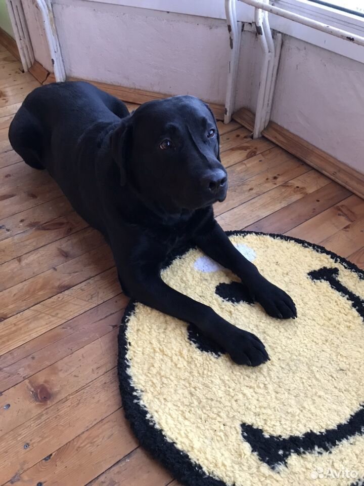 Лабрадор Вязка