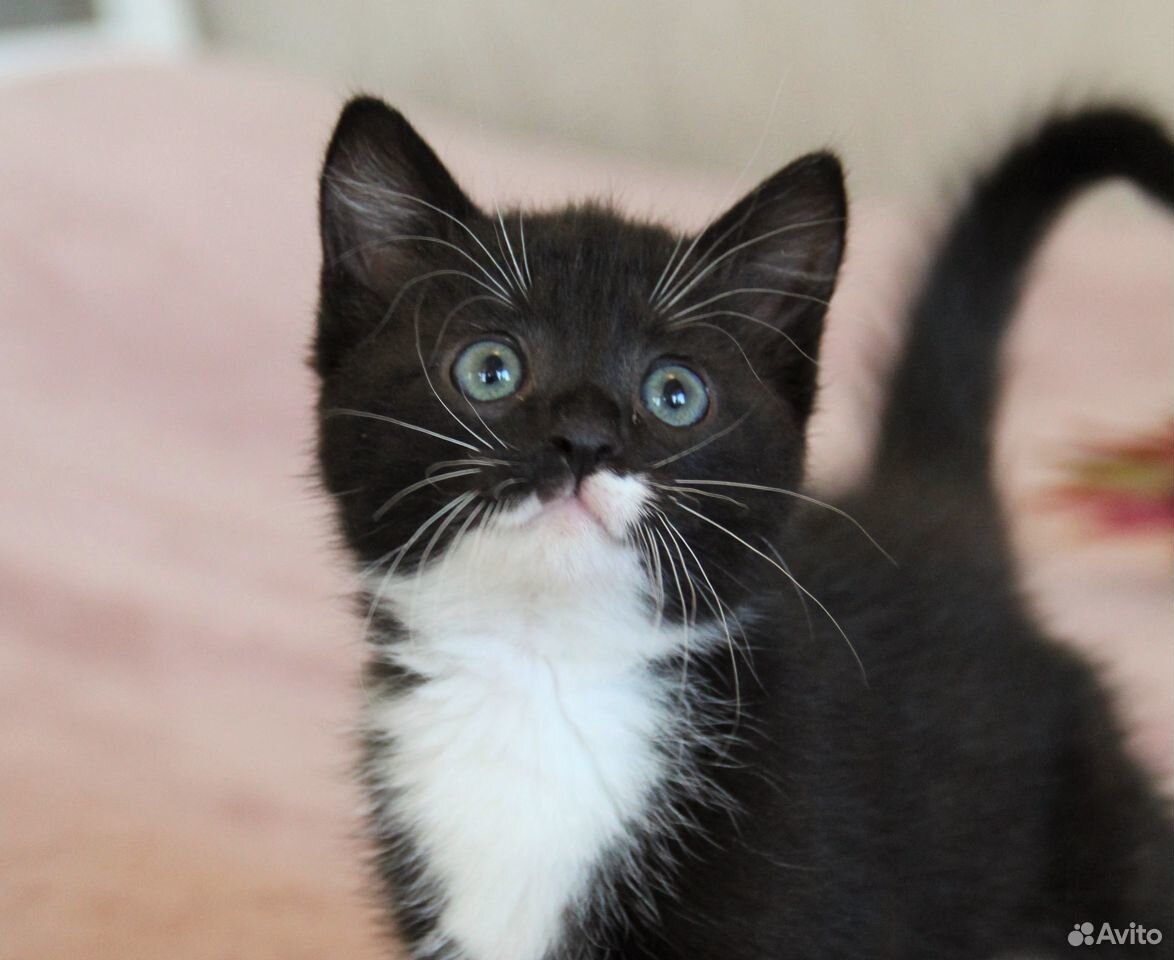 Котенок девочка Красотуля черно-белая