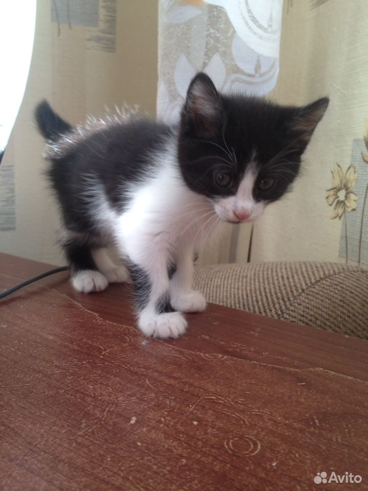 Котёнок