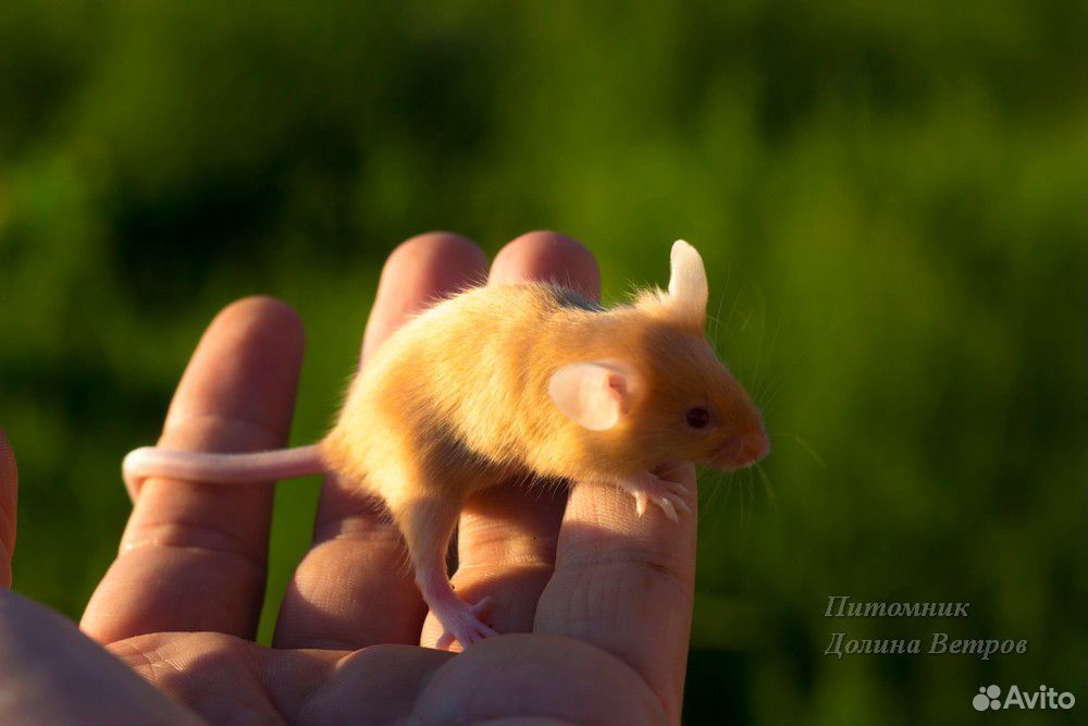 Мышь декоративная сатиновый фавн