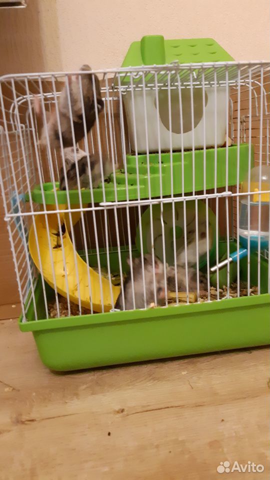 Отдадим хомячат