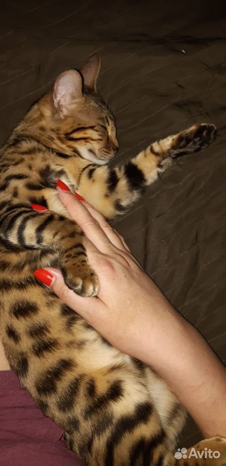 Бенгальская кошечка (5 мес)