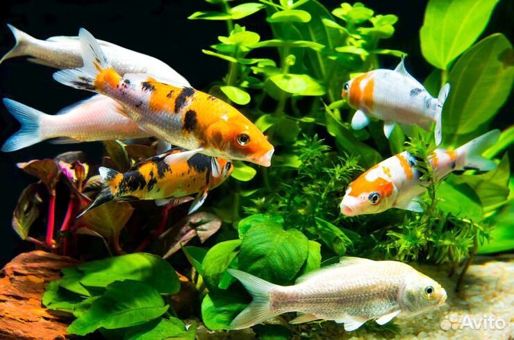 Карпики кои