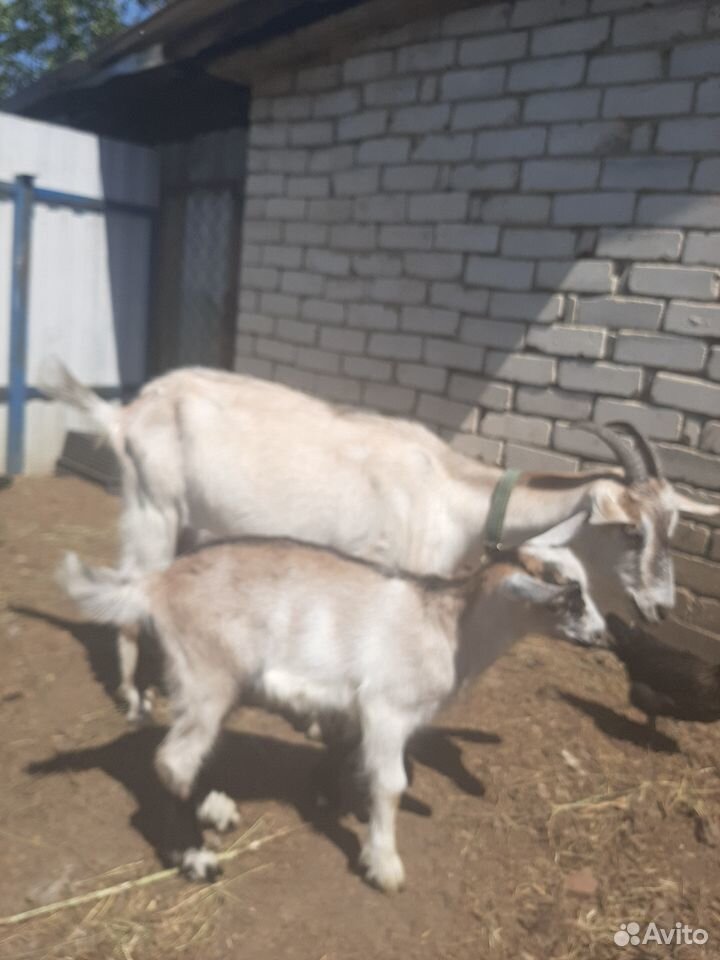 Козлик на племя