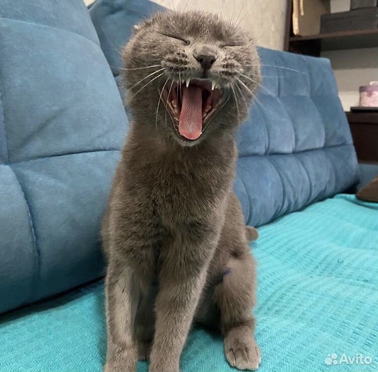 Кошечка Амаль очень хочет домой