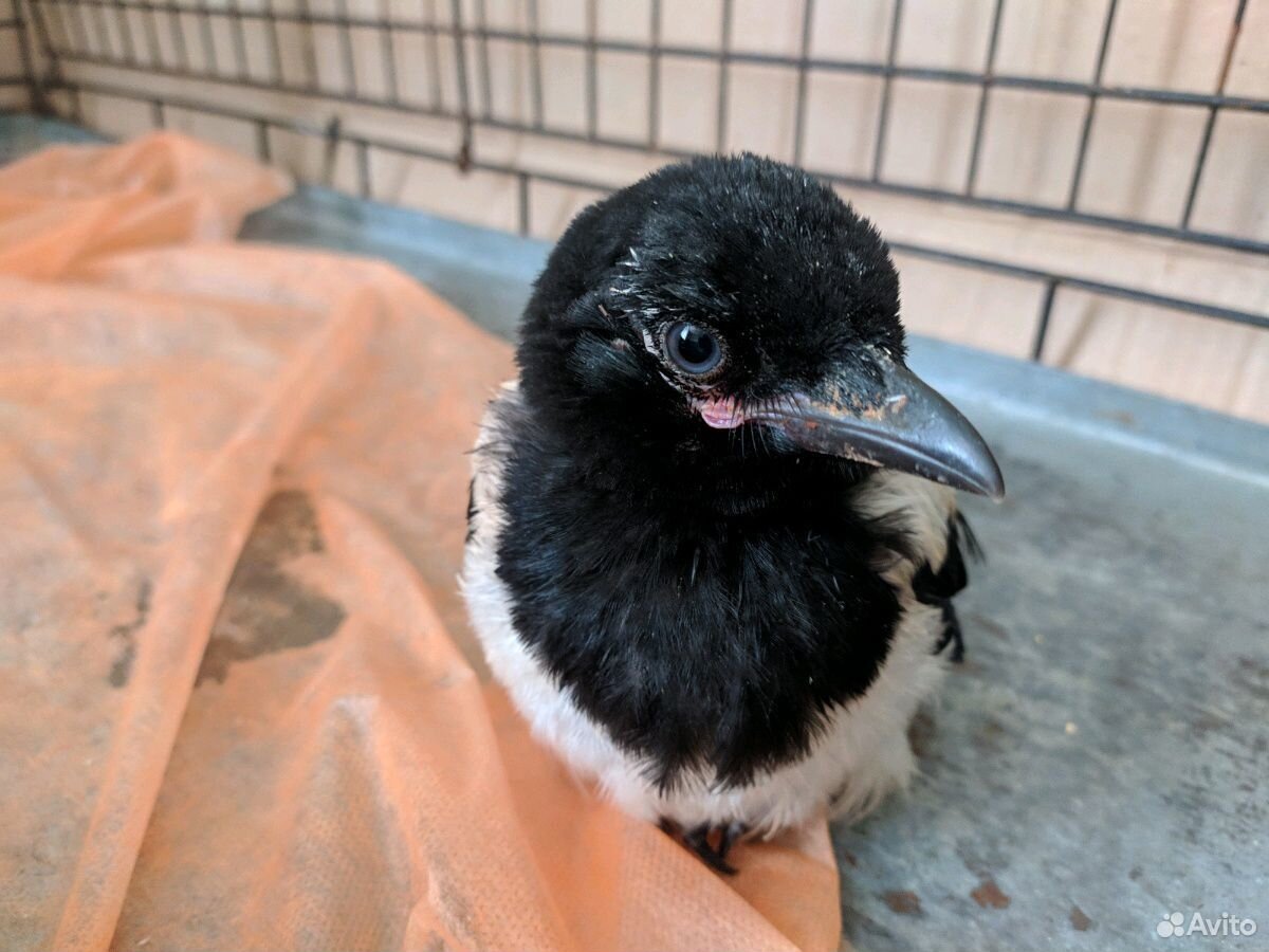 Ручной слеток сороки