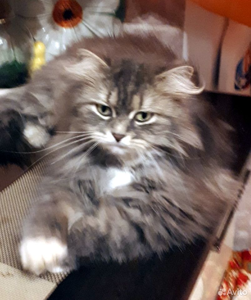 Кошечка Пушинка в добрые руки