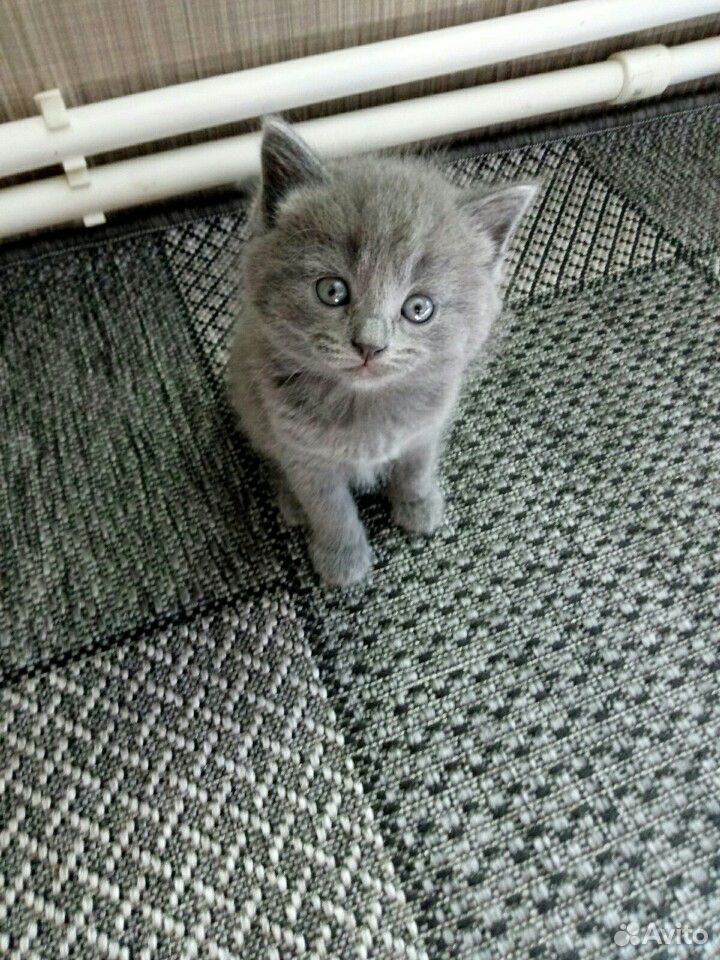 Британская помесь