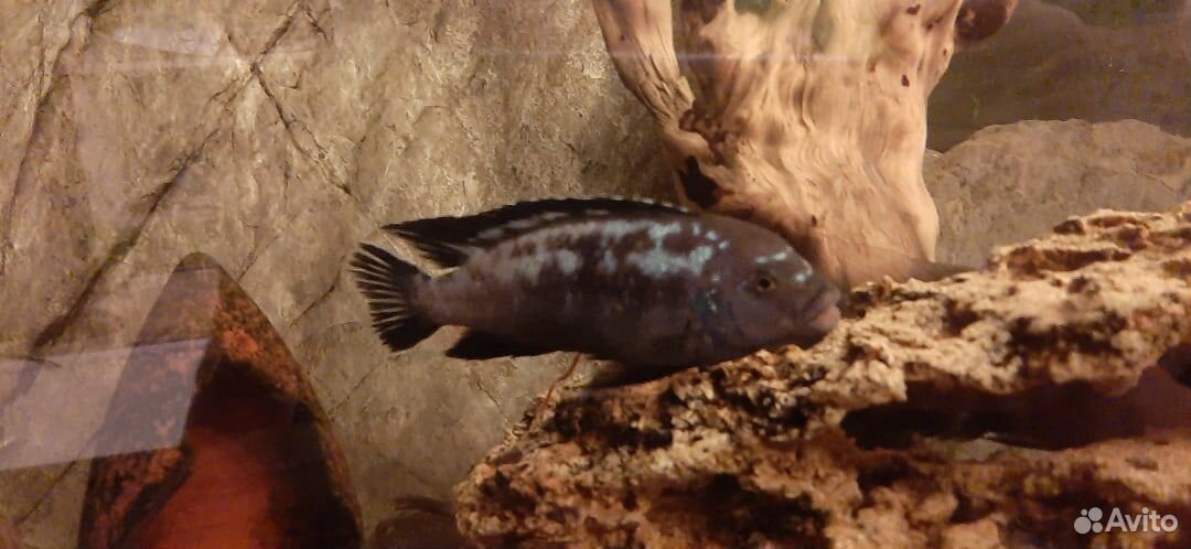 Сальвини, пендания, демасони, гуппи