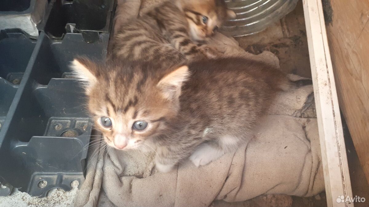 Милые пушистики. Котята