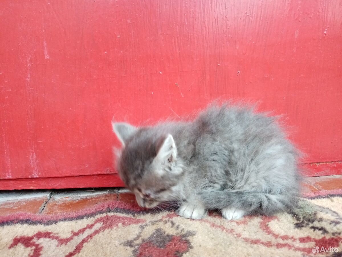 Кошка