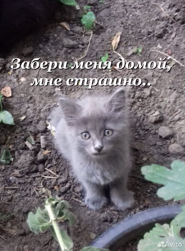 Котёночек в поисках лучшего дома