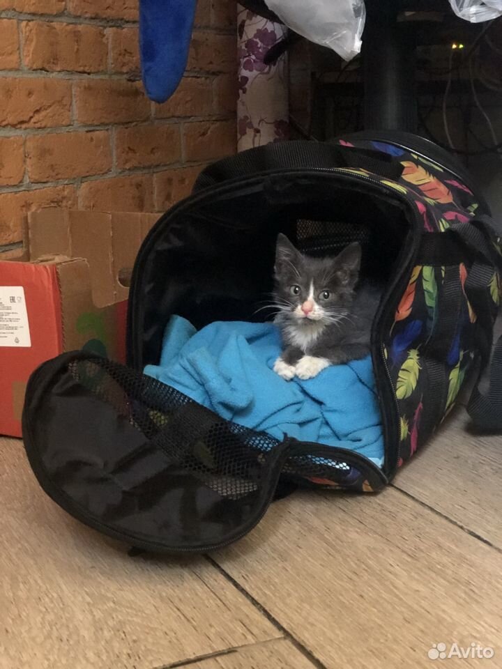 Отдадим котёнка в добрые руки. Очень важно сделать