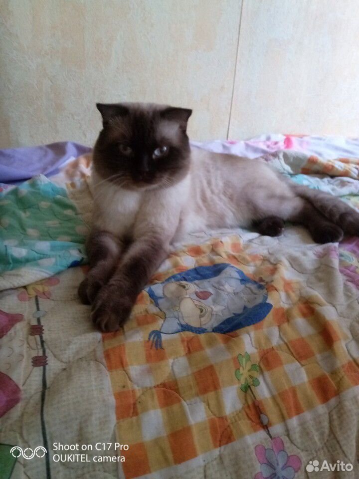 Кот на вязку