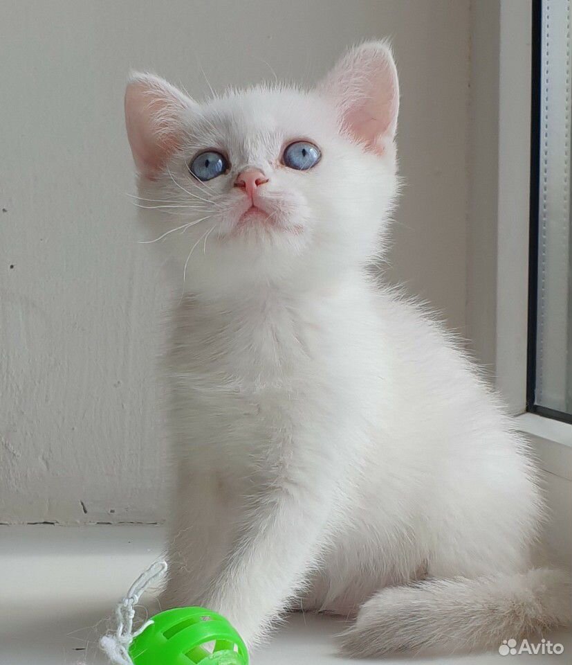 Милая британочка