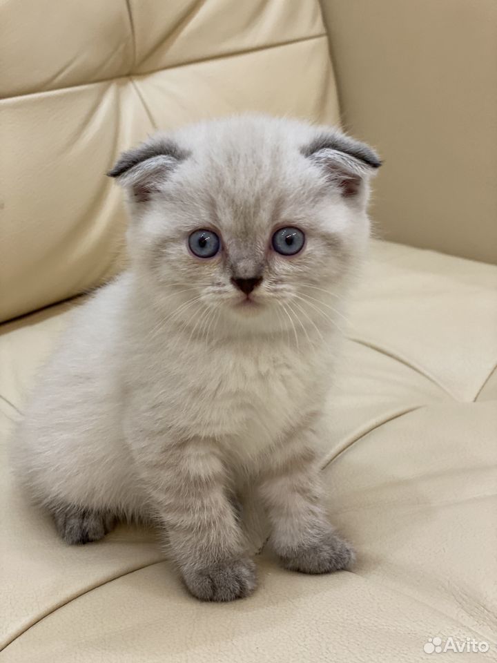 Шотландский вислоухий котёнок