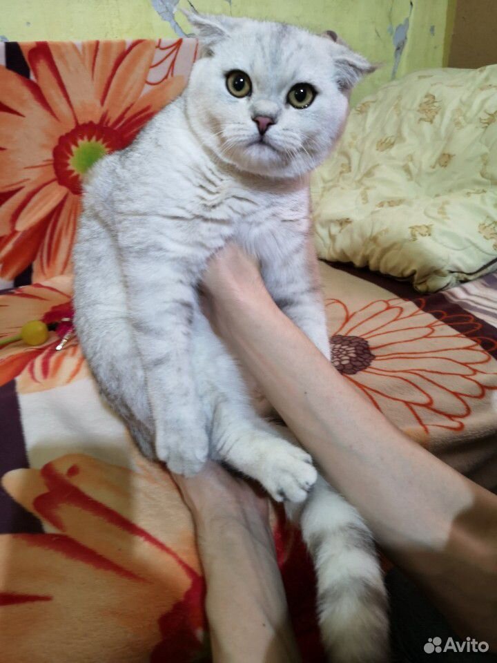 Кошка