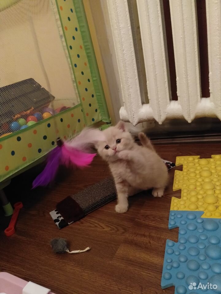 Британец 3 мес