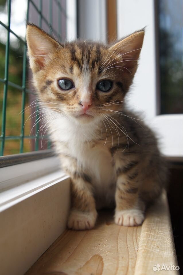 Котёнок Саймон