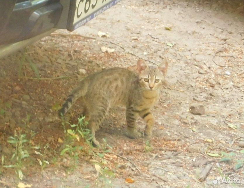 Кошечка, на вид 1,5 - 2 месяца, одна во дворе