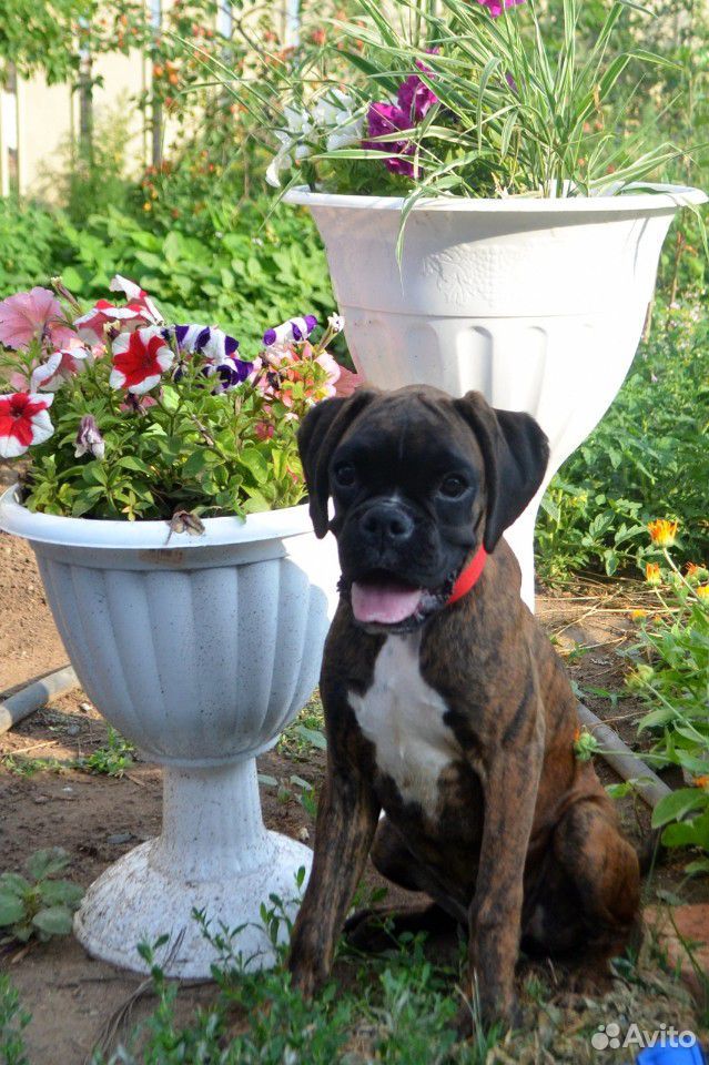 Тигровая девочка боксера