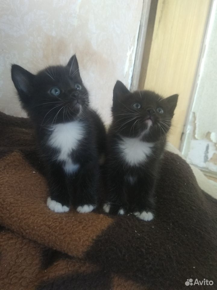 Июньские котята