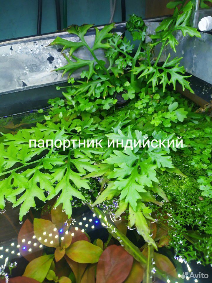 Аквариумные ростерия