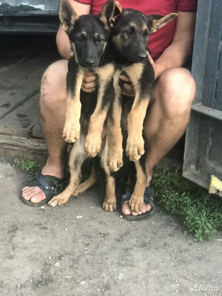 Немецкая овчарка