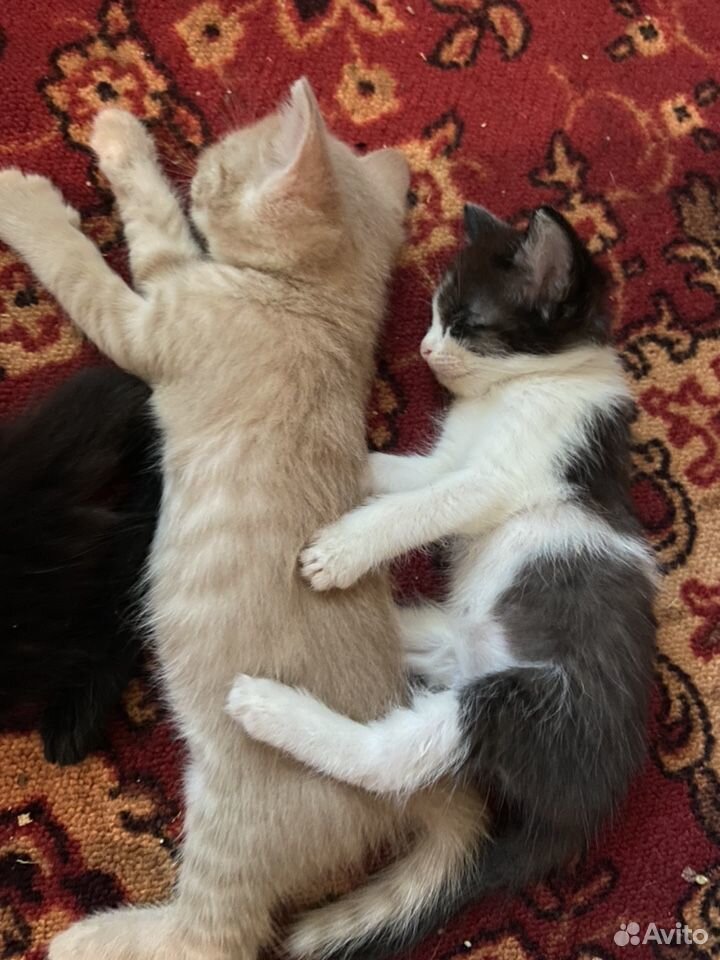 Котята
