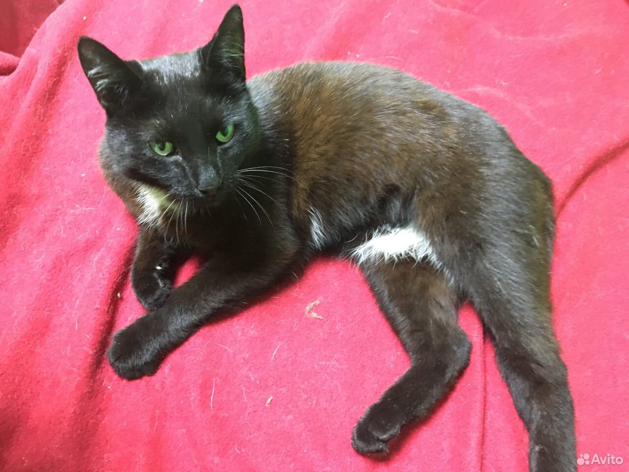 Стерильная кошечка ищет дом