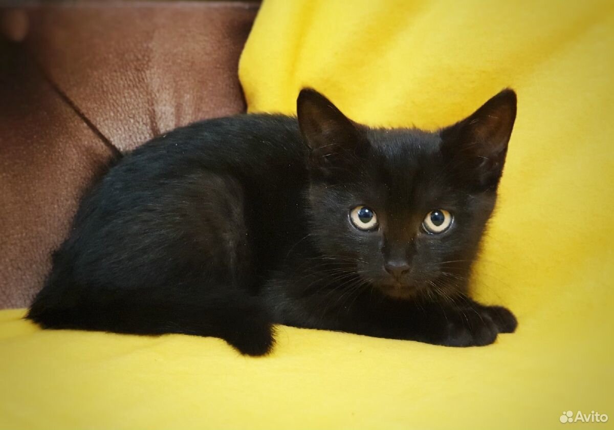 Котенок цвета ночи ищет дом