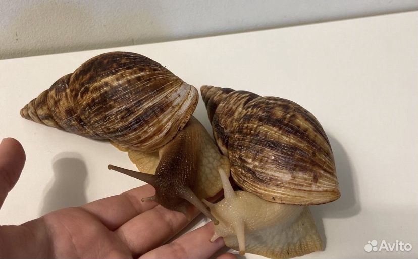 Улитки Ахатины