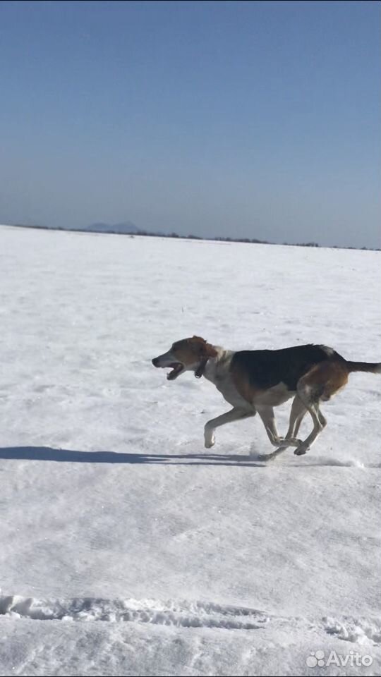 Русская гончая пегая вязка