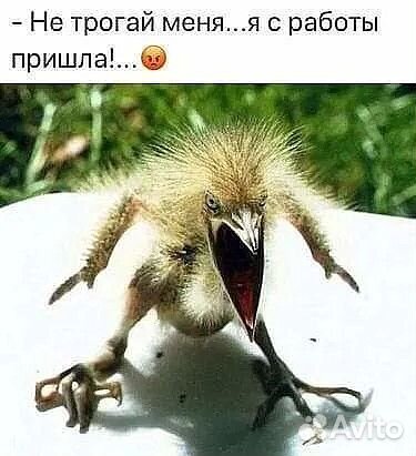 Перепела цыплята