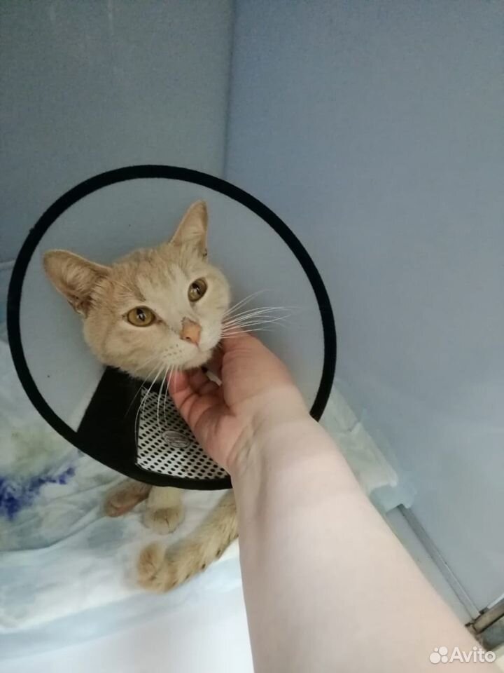 Отдам в добрые руки Персика