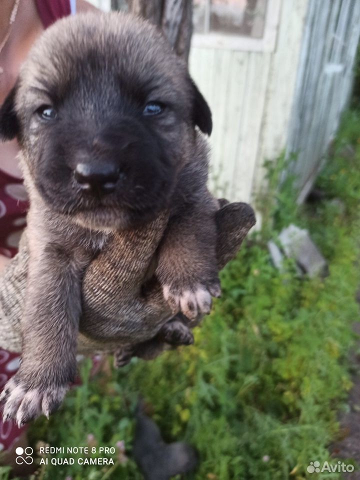 Щенки от отца Хаски