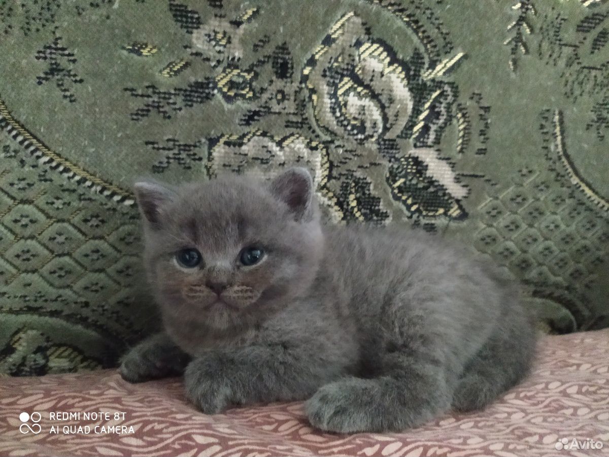 Шотландский котик отдаётся в добрые руки