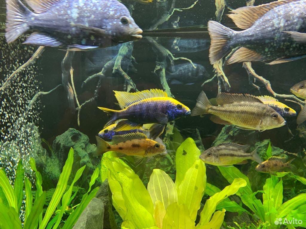 Малавийские цихлиды группы Утака