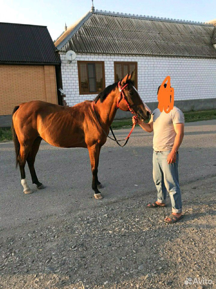 Лошадь арабская 145тыш торг