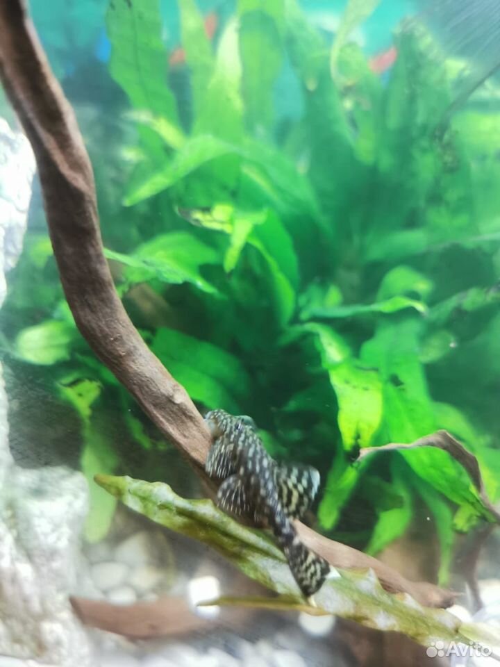 Анциструс Сомик(прилипала)