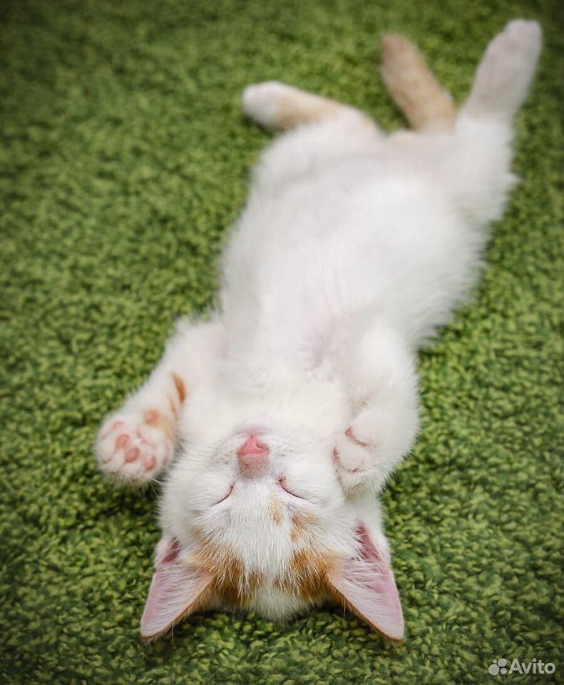 Батоша-феерически сладкий мальчишка ищет дом