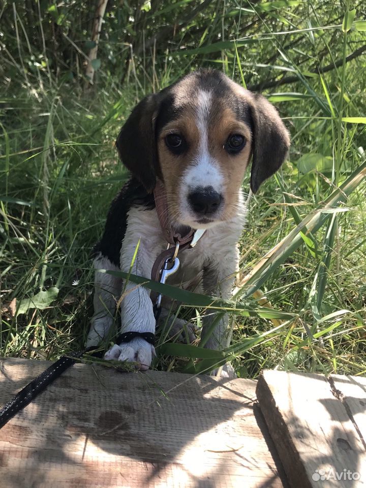 Щенок эстонской гончей