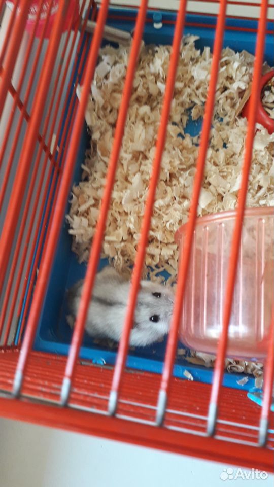 Джунгарик серый с клеткой