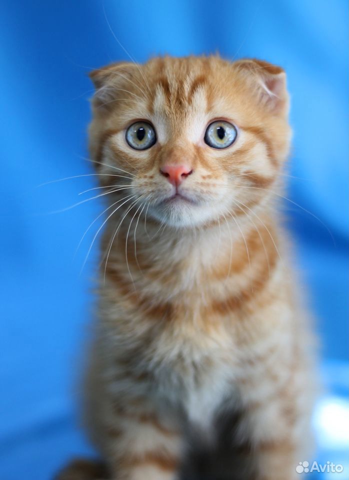 Симпатяга Яша