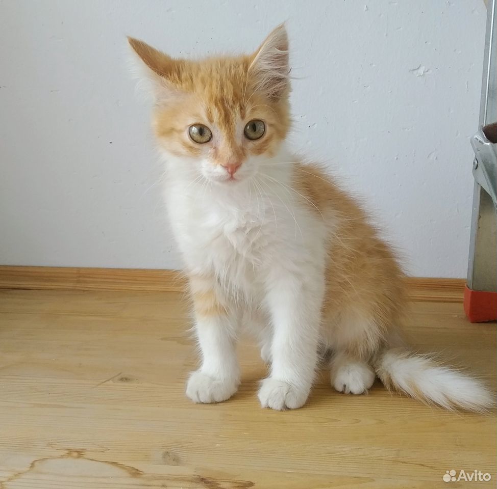 Котенок в добрые руки