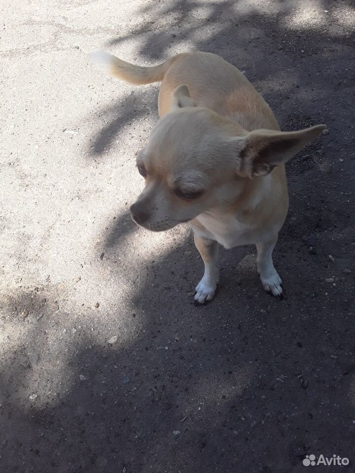 Собака