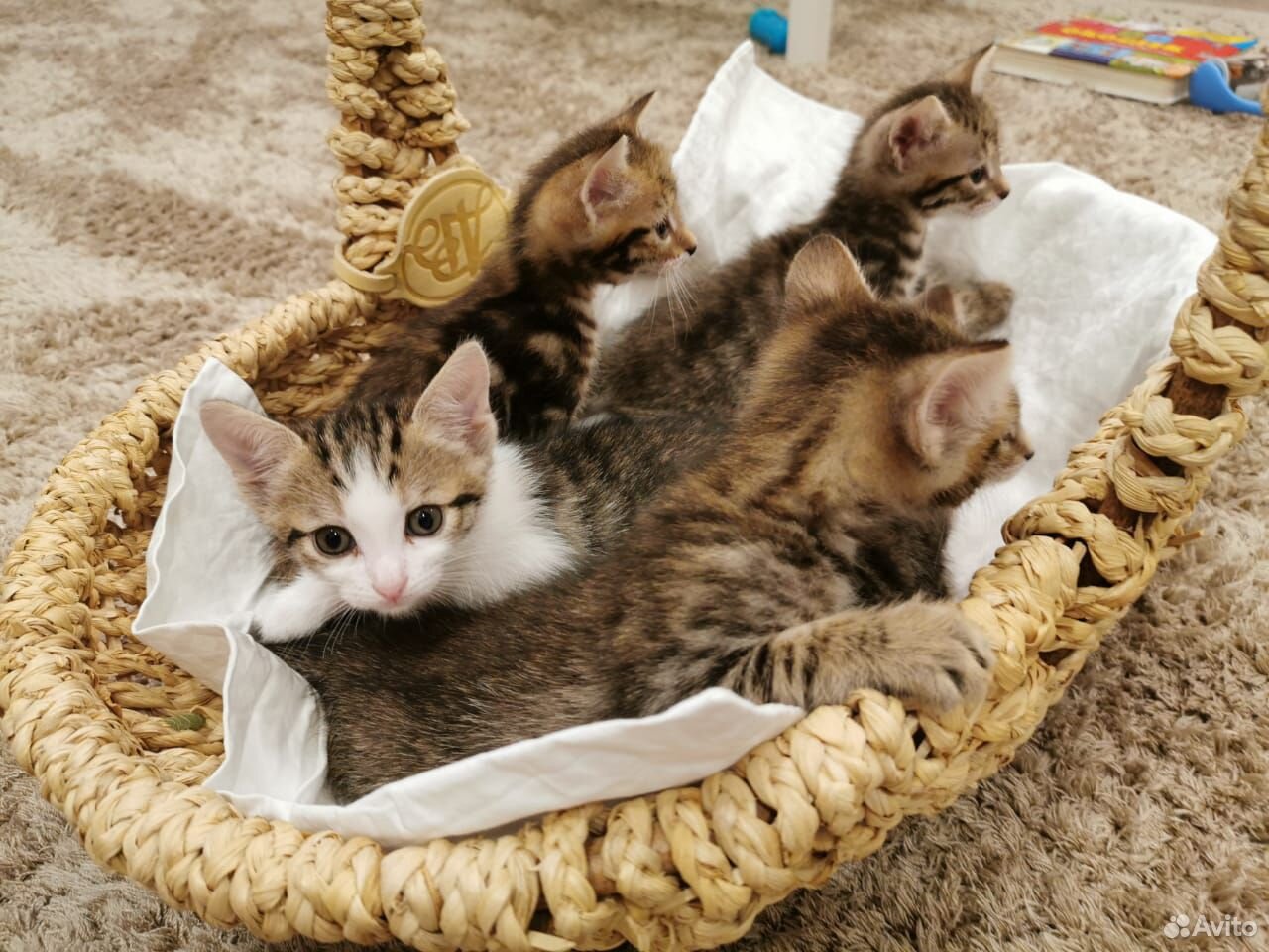 Кошка и котята, отдам в хорошие руки или питомник