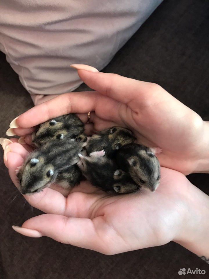 Джунгарские хомячки