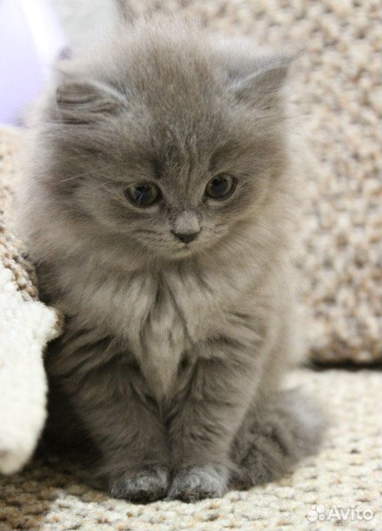 Кошечка очень красивая