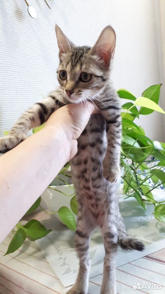 Девочка лапочка ищет дом